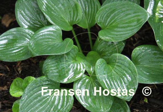 Hosta Happy Hearts - Fransen Hostas